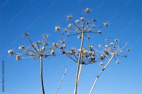 Giant Hogweed Seed Heads The Sap Of The Plant Is Phototoxic And Causes