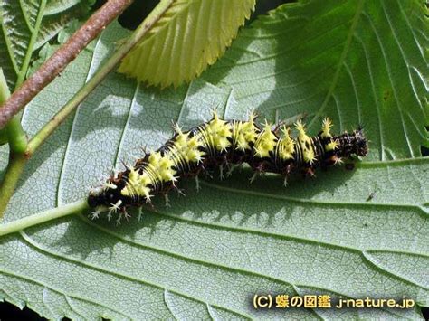 シータテハの幼虫蛹
