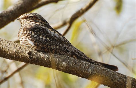 Nighthawk Nocturnal Migratory Noctuidae Britannica