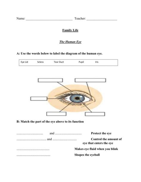 The Human Eye Interactive Worksheet Anatomy Worksheets