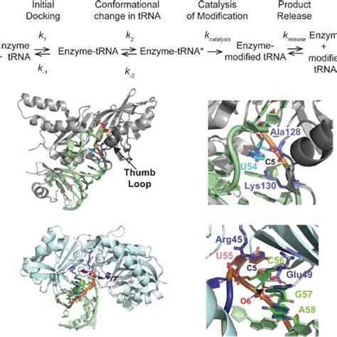 Trna Modification And Binding Preferences For Trma A Download Scientific Diagram