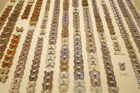 Museums For Biodiversity Curating Tomorrow