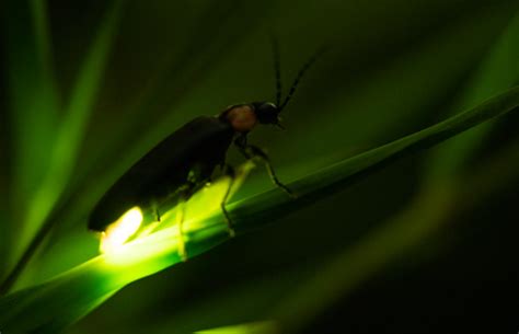 are lightning bugs disappearing rewind 94 3