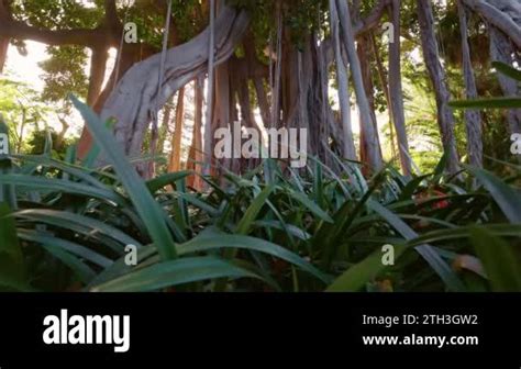 Huge Ficus Stock Videos And Footage Hd And 4k Video Clips Alamy