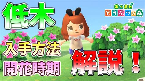 【あつ森】低木の入手方法や開花時期について詳しく解説しました！【レイジの園芸店】【あつまれどうぶつの森】 Youtube
