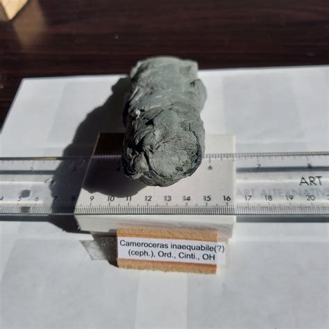 Questions About Some Ordovician Nautiloid Cephapod Fossils Fossil Id