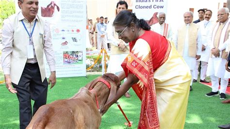 Incredible Compilation Of Full 4k Gir Cow Images Over 999