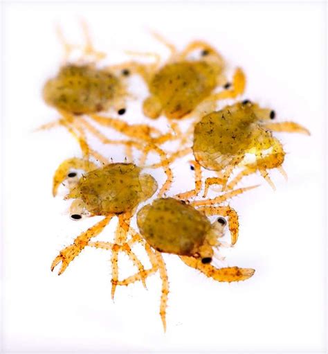 Crabs Under Microscope