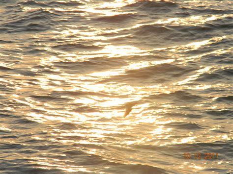 Dhanesh Mane Flickr
