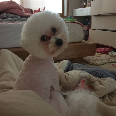 비숑눈물자국없애기 미스터그룸 콤팩트파우더로 잡은후기 네이버 블로그