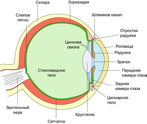 Мушки в глазах Пикабу
