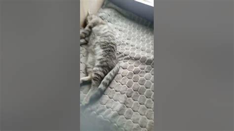 милый котик 🐈 Youtube