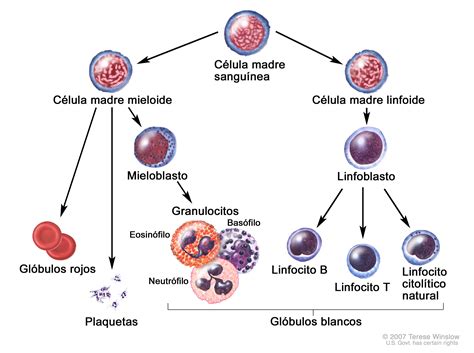Definición de PMN Diccionario de cáncer del NCI NCI