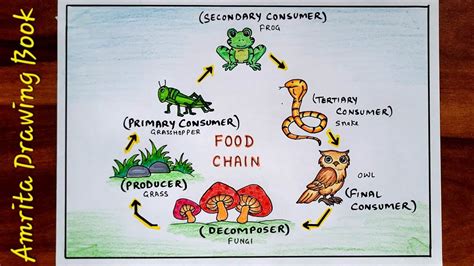 Food Chain Diagram Easy Food Chain Cycle Drawing How To Draw Food