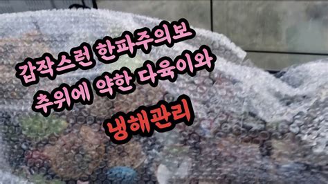 기습 한파주의보에 추위에약한다육이들 얼지 않게 특별관리냉해관리 초보다육키우기 Succulent 다육식물 Youtube