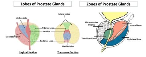Prostate Gland Dimensions Prostate Gland Size By Age Nmica