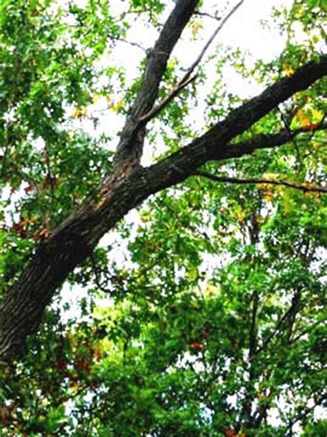 Hazardous Tree Evaluation Murphy S Tree Service