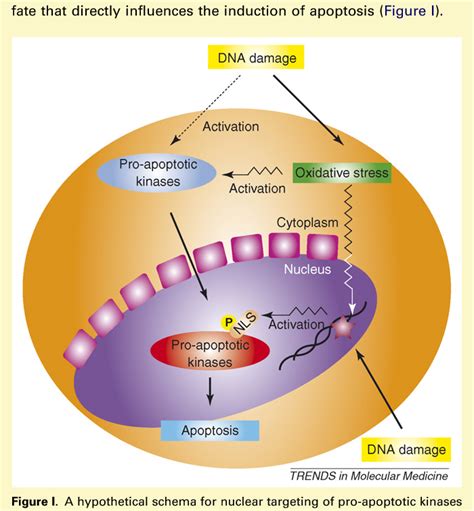 Figure I From Nuclear Trafficking Of Pro Apoptotic Kinases In Response