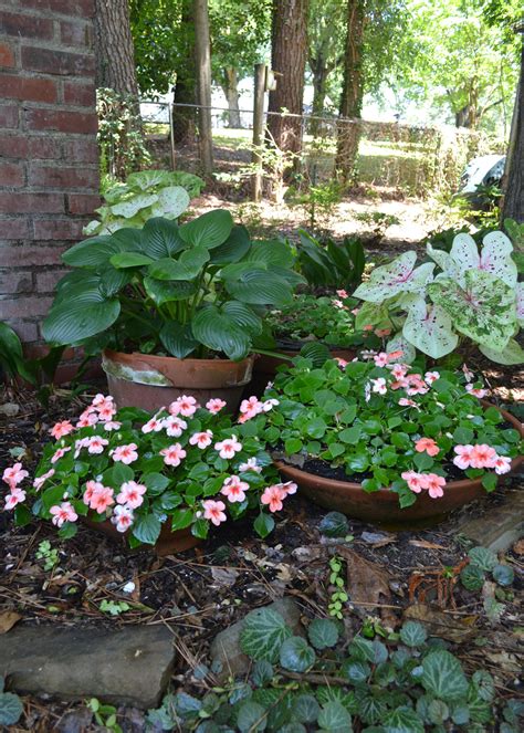 Hostas Hydrangeas Ferns Thrive In Shade The Oxford Eagle