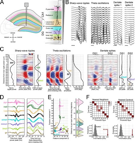 Identification Of Hippocampal Layers Using Electrophysiological