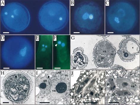 Phenotype Of Mad1 Pollen A D Fluorescent Micrographs Of