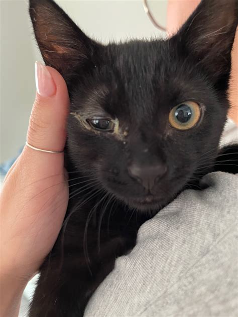 My Kitten Has Had A Crusty Right Eyeit Has Had Discharge And She Is