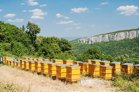 Beehoneyportal ☝️Пчелата има 4 крила които движат приблизително 11 400 пъти в минута Лети