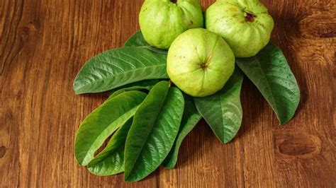 15 Manfaat Teh Daun Jambu Biji Untuk Kesehatan Yang Luar Biasa