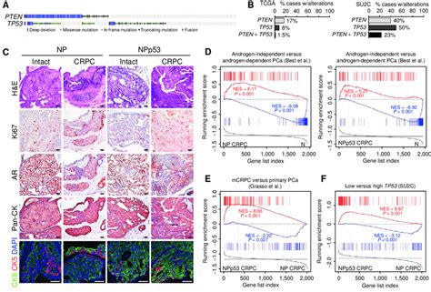 A Refined Gem Model Of Crpc Is Conserved With Human Crpc A And B Pten