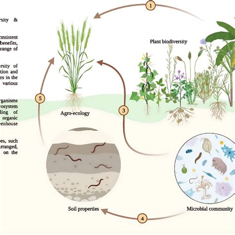 Relationships Between Biodiversity And Ecological Function Above And Download Scientific