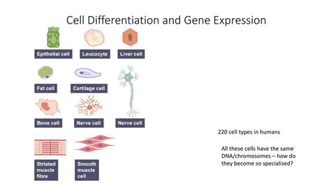 multicellular unicellular ppt download
