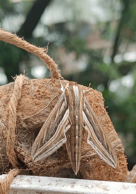 Bug Found On Coconut Shell Hung To Feel Birds Doesnt Move Too Much Friend Or No Friend R