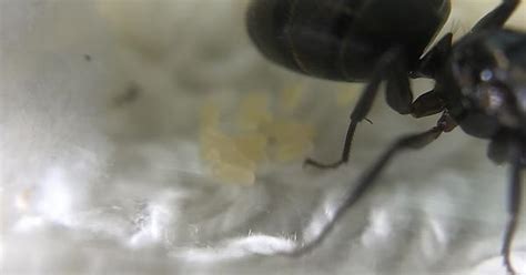 Camponotus Queen Album On Imgur