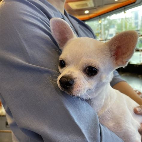 시바견수명 푸들무료분양 대전고양이분양 제페니스스피츠 강아지보호소 시바견특징 유기견분양 평택강아지분양 봄 강아지배변훈련 도그마루 홈스쿨 강아지훈련소 강아지입질 강아지