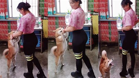 Poor Lovely Doggy Shorts Dog Youtube