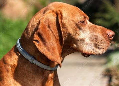Kiedy należy zabezpieczyć psa przed kleszczami Sklep Zoologiczny