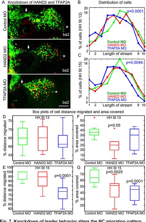 Figure 7 From Neural Crest Migration Is Driven By A Few Trailblazer