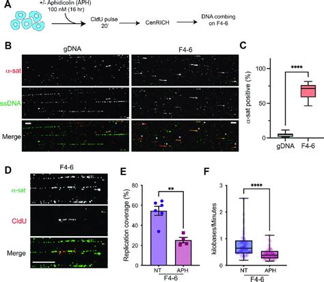 Cenrich Is Suitable For Single Molecule Replication Analysis A