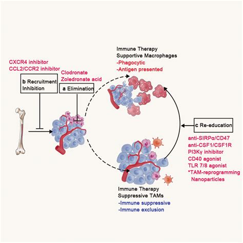 Tam Targeted Strategies In Tumors Tam Targeted Strategies Can Be