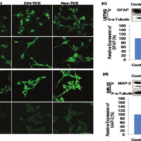 U87mg And Imr 32 Cells Treated With Chl Tce And Hex Tce Undergo