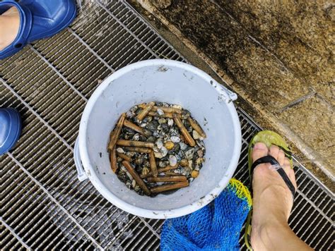 マテ貝海の公園潮干狩り。 少食が横浜で食う。ずずずずずのブログ。