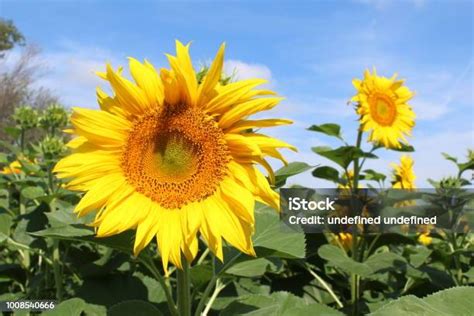 여름 때 봄에 심은 식물 분야에서 성장 하는 시간 이다 해바라기는 꽃 큰 밝은 노란색 꽃 매우 아름 답습니다 그들이 햇빛입니다 높은 녹색 식물 큰 씨앗 수확을 하는 것이