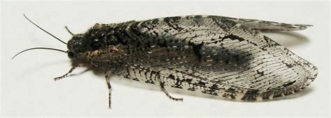 Giant Lacewing Polystoechotes Punctata Bugguide Net