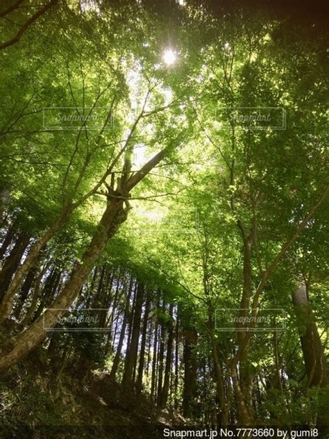 新緑のこもれびの写真画像素材 Snapmartスナップマート