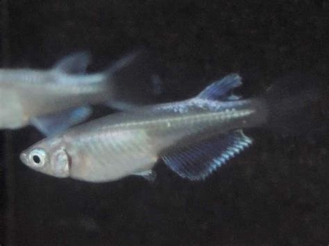 メダカのオスとメスを見分ける！ メダカとロードバイク