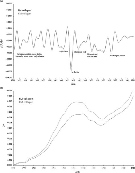 Second Derivate Of Fourier Transform Ir Spectroscopy Ftir Spectra Of Download Scientific