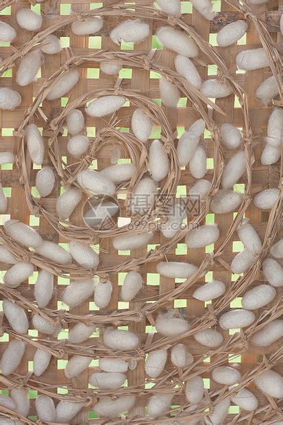 丝虫团体农场纤维昆虫宏观毛虫丝绸材料黄色织物高清图片下载 正版图片321363954 摄图网