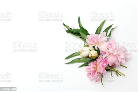 흰색 배경에 아름다운 모란 꽃과 녹색 잎 창조적 인 레이아웃 최소한의 개념 평면 평신도 구성 0명에 대한 스톡 사진 및 기타