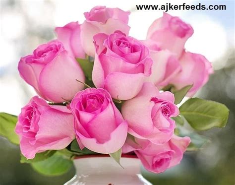 সুন্দর ফুলের ছবি ও পিকচার ডাউনলোড