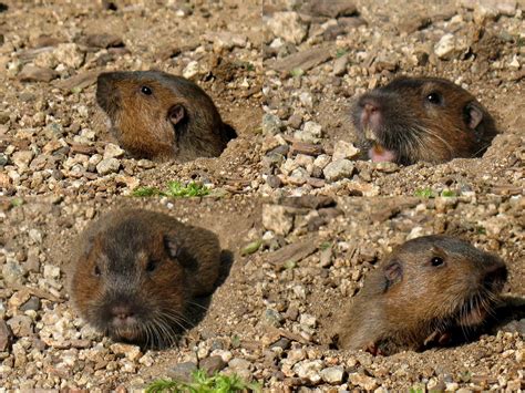 Bottas Pocket Gopher Suburban Animals Of Silicon Valley · Inaturalist Nz